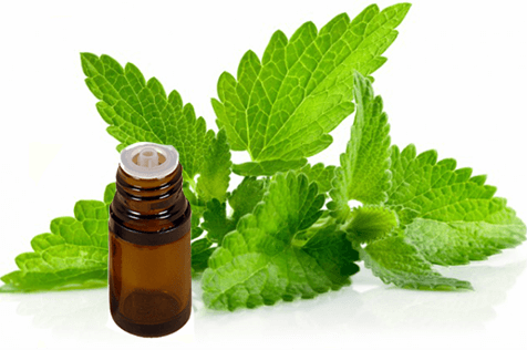 Patchouli Dark Essential Oil 5 Oz